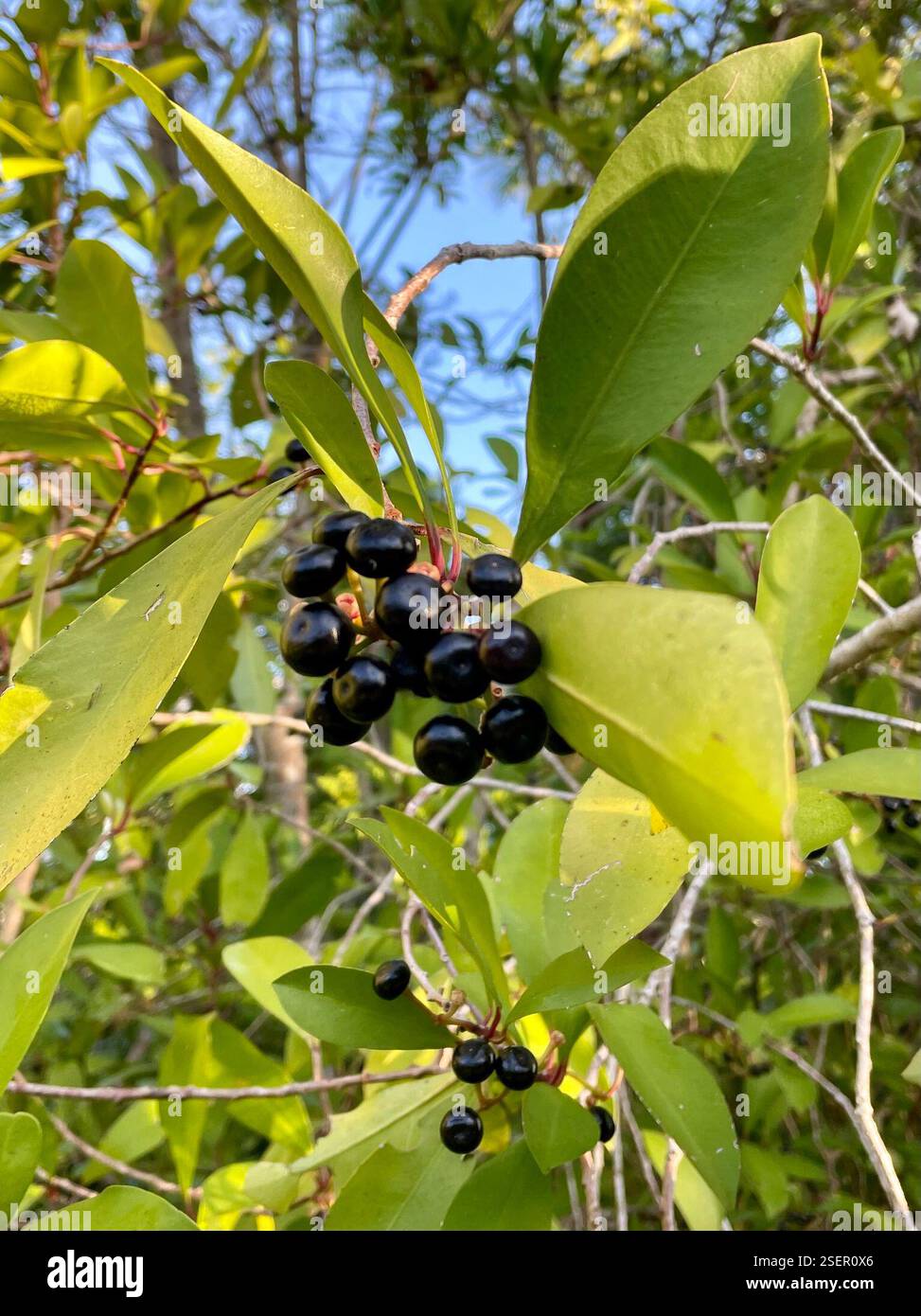 shoebutton Ardisia (Ardisia elliptica), Plantae, Pinar del Río, CU ...