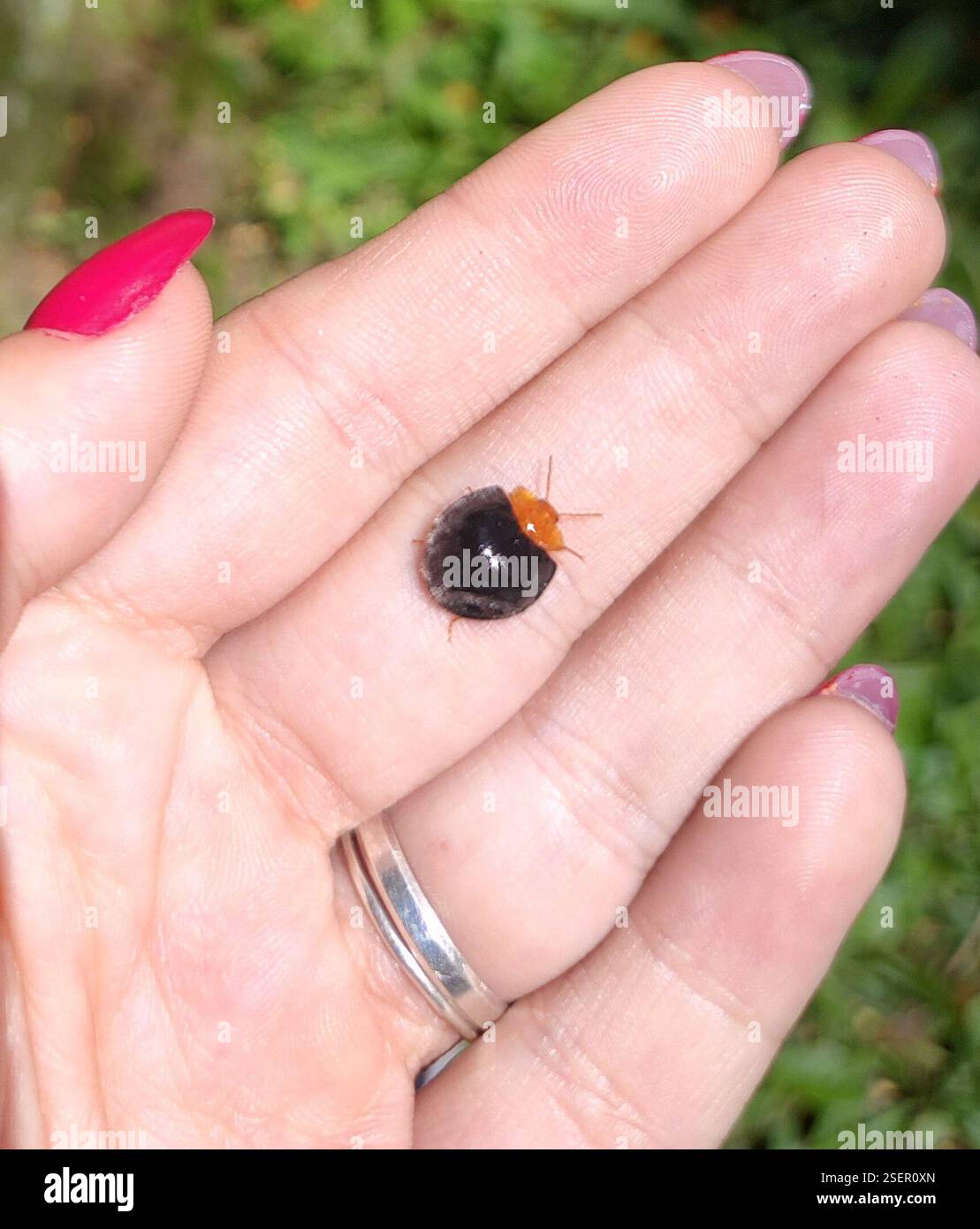 False Lady Beetles (Nilioninae), Insecta, Avenida Luís Carlos Gentile ...