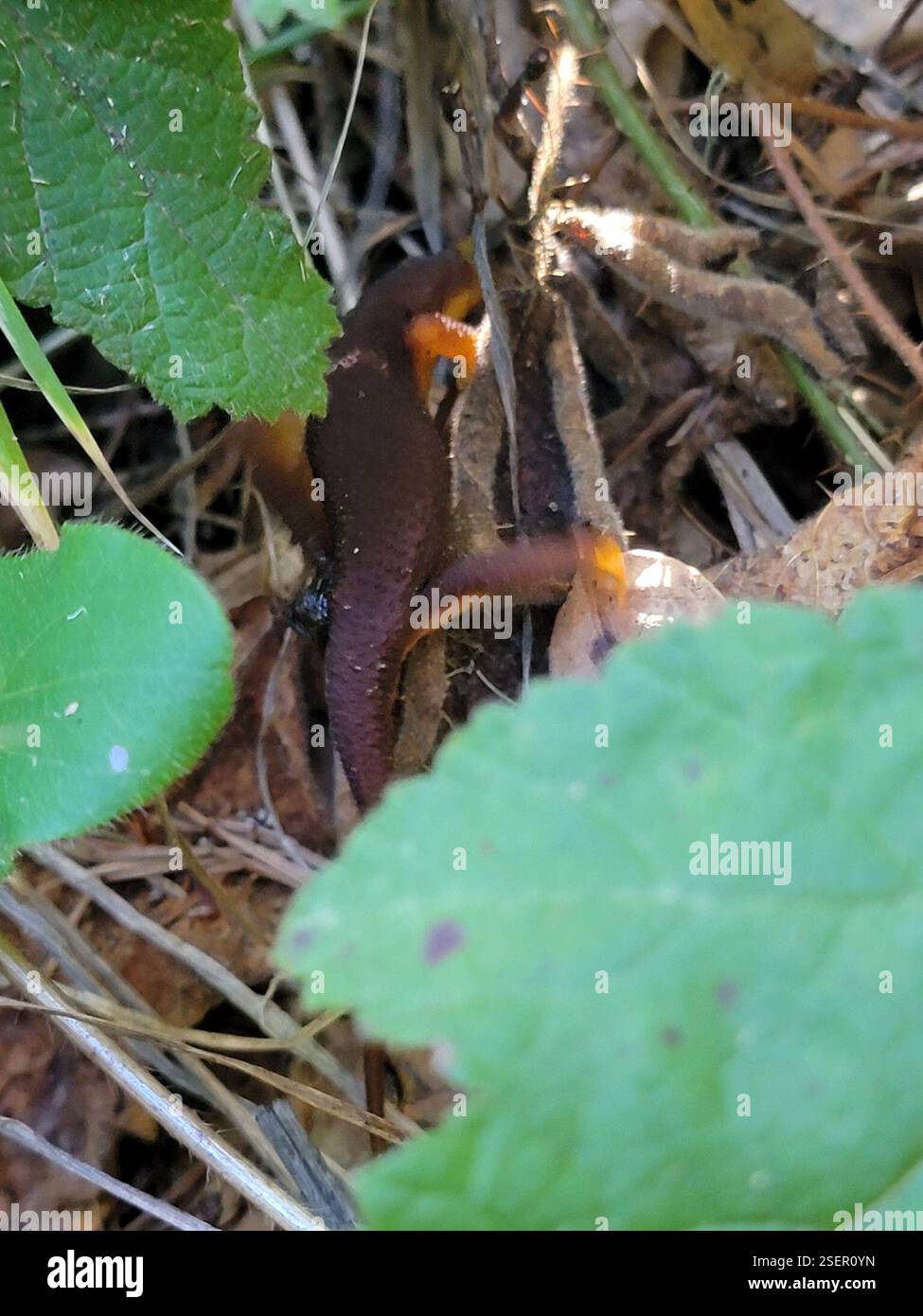 California Newt (Taricha torosa), Amphibia, Portola Redwoods State Park ...