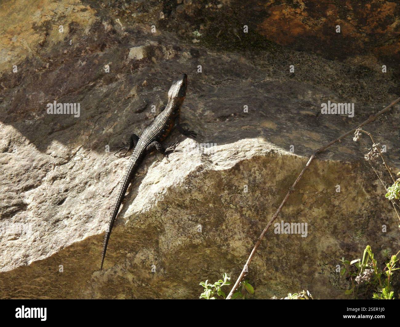 Blue-spotted Girdled Lizard (Ninurta coeruleopunctatus), Reptilia ...