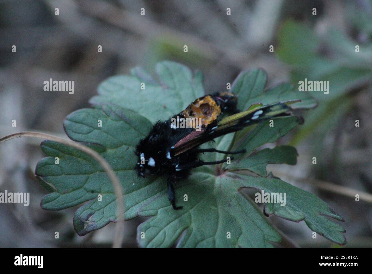 Princely Tiger Moth (Chrysocale principalis), Insecta, Tecolotlán, Jal ...