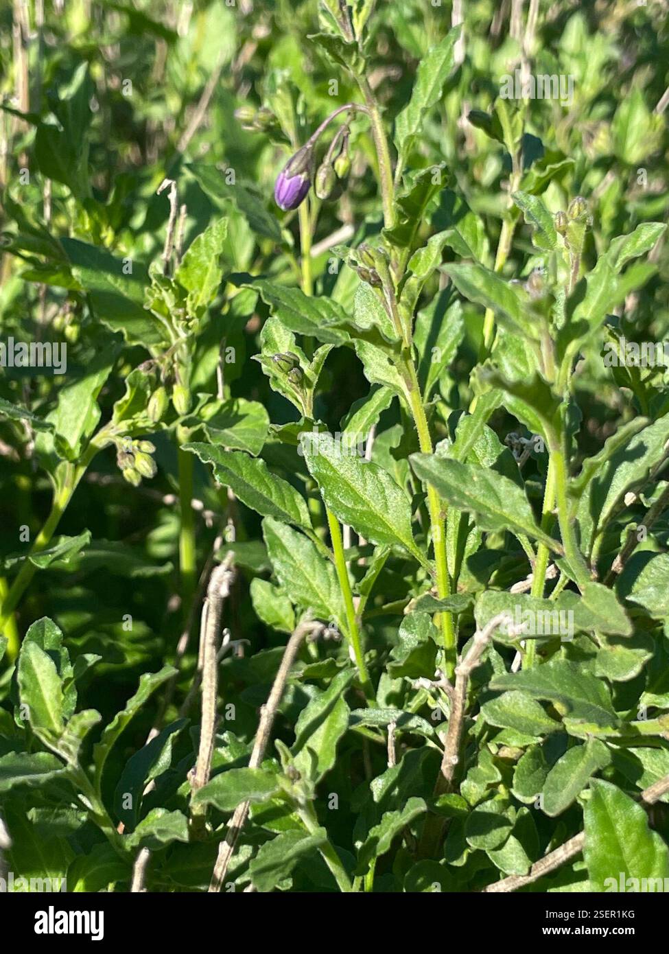 purple nightshade (Solanum xanti), Plantae, Monument Rd, San Diego, CA ...