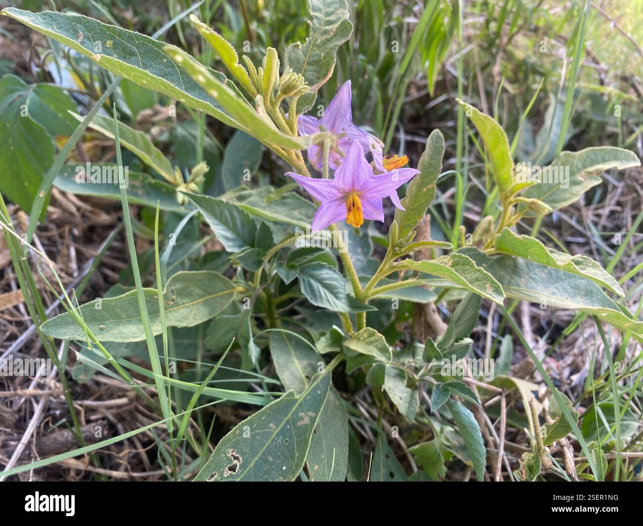 bitter-apple (Solanum campylacanthum), Plantae, Mankweng-A, Pietersburg ...