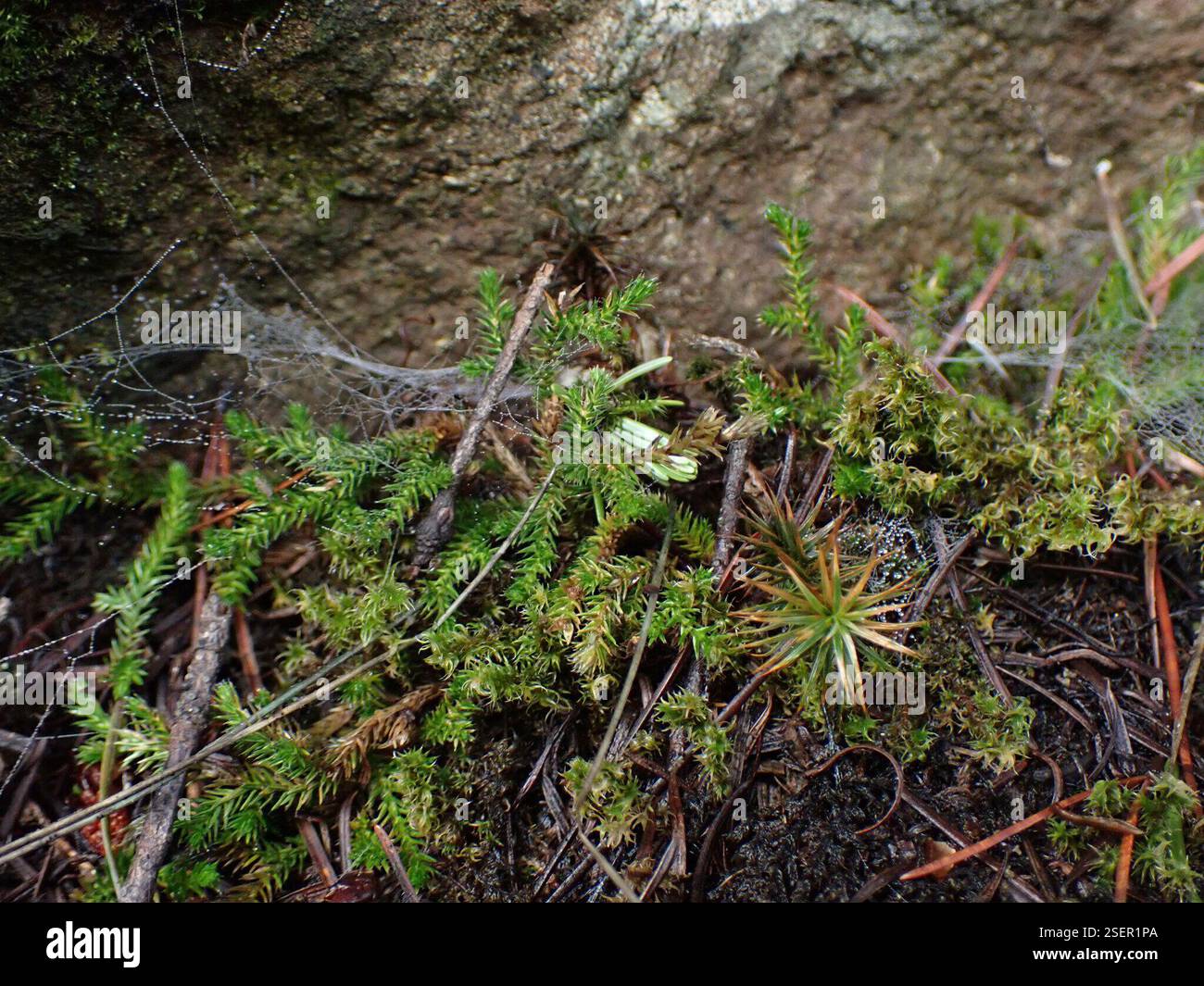 Wallace's spikemoss (Selaginella wallacei), Plantae, Campbell River, BC ...