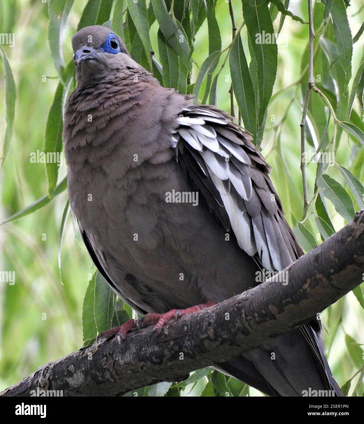 West Peruvian Dove (Zenaida meloda), Aves, Gaiman, Chubut, Argentina ...