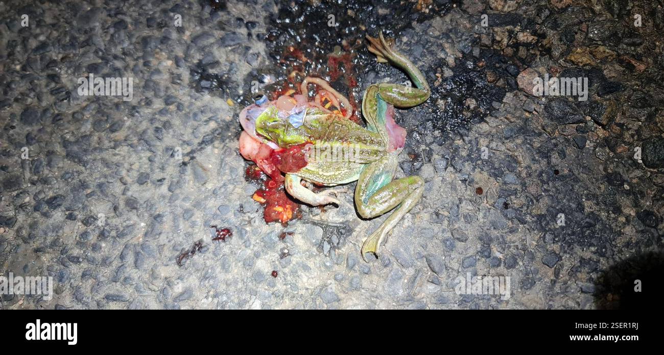 Southern Bell Frog (Ranoidea raniformis), Amphibia, Ral Ral Store, DOR ...