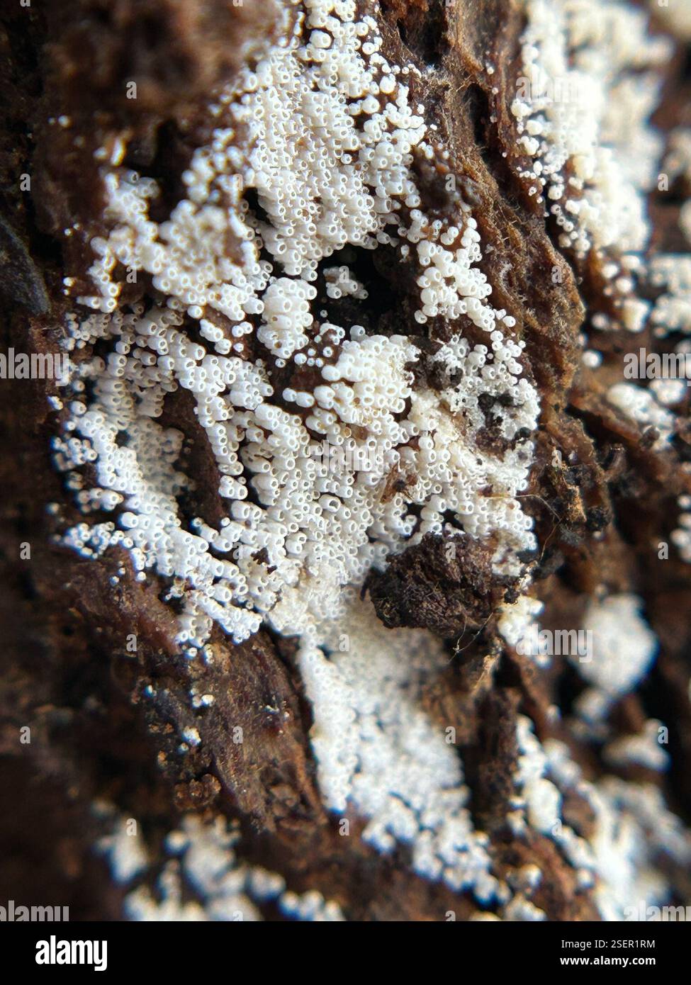white tubelet (Henningsomyces candidus), Fungi, Swazey St, San Luis ...