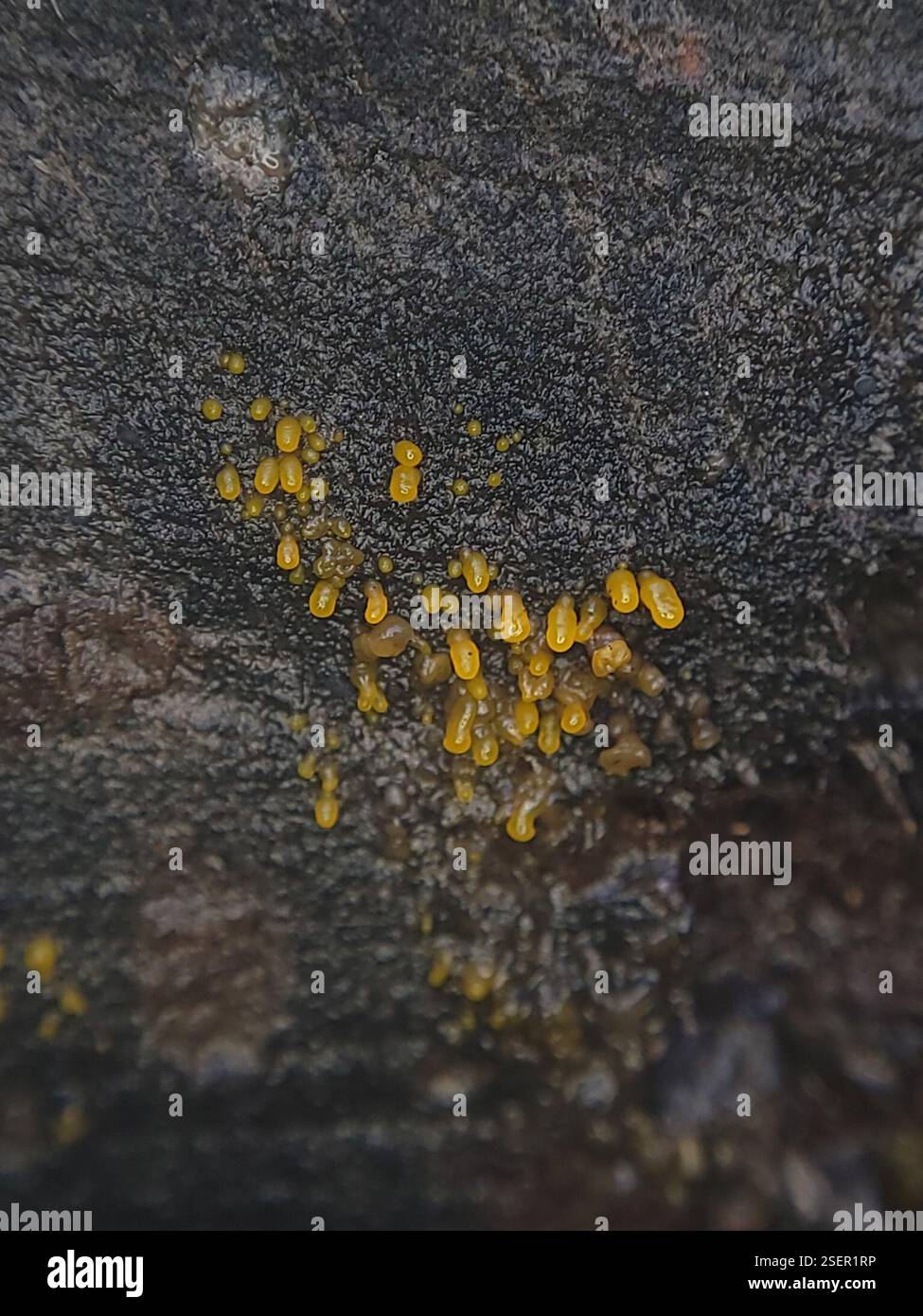 true slime molds (Myxomycetes), Protozoa, Rancho San Antonio County ...