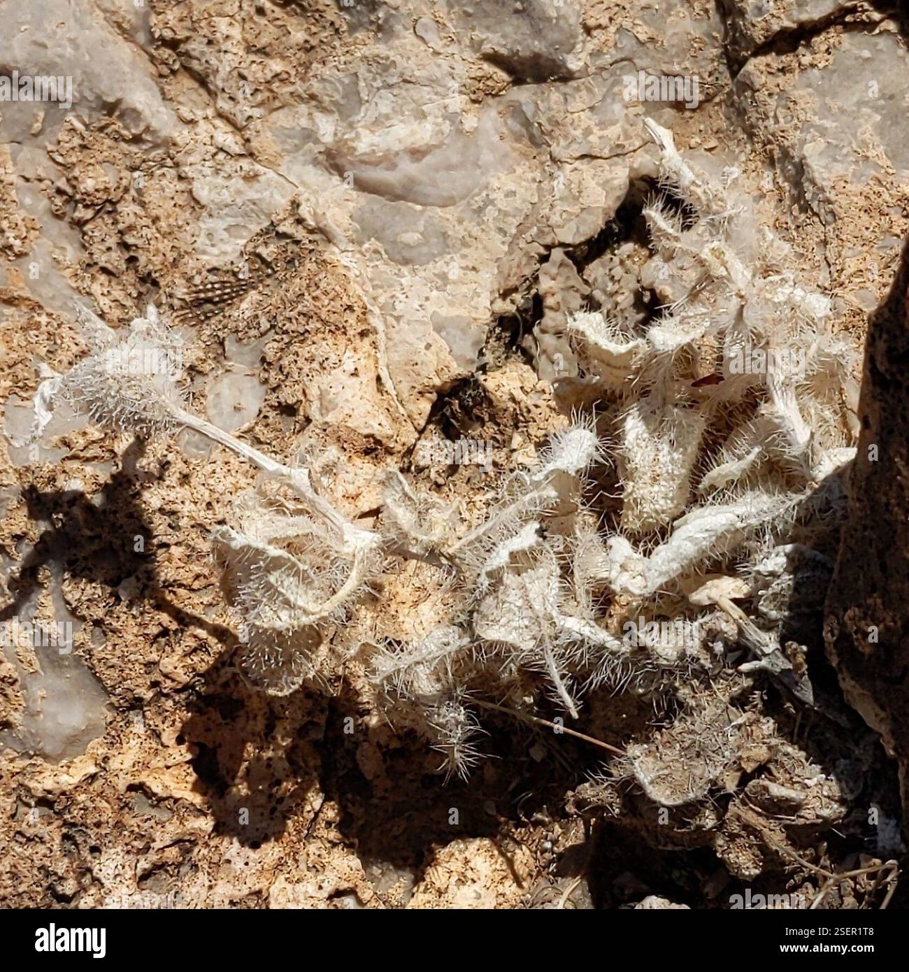 desert rock nettle (Eucnide urens), Plantae, Clark County, US-NV, US Stock Photo - Alamy