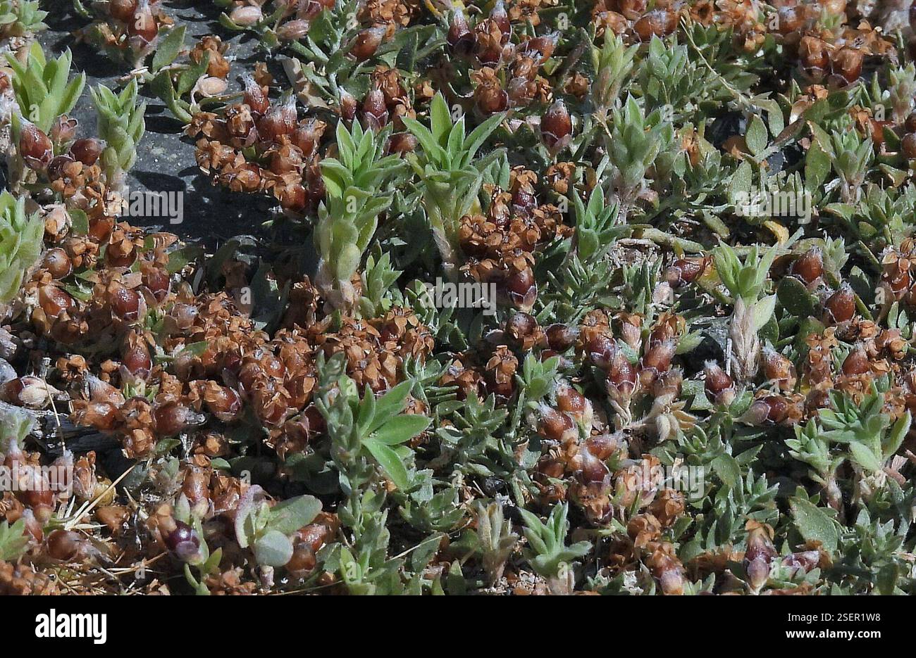 Alkali Weed (Cressa truxillensis), Plantae, Rawson, Chubut, Argentina ...