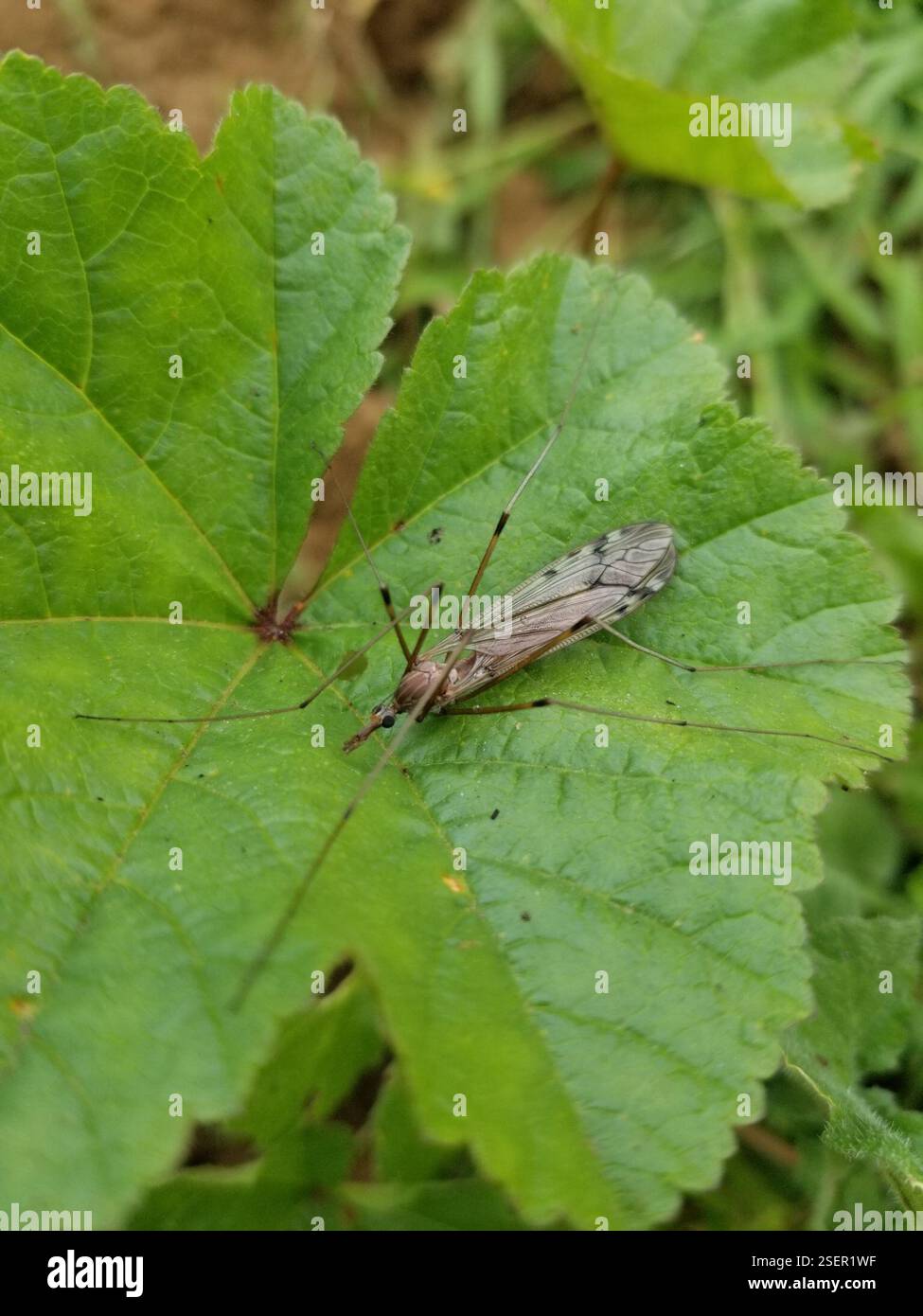 Typical Crane Flies (Tipuloidea), Insecta, North State, Santa Barbara ...