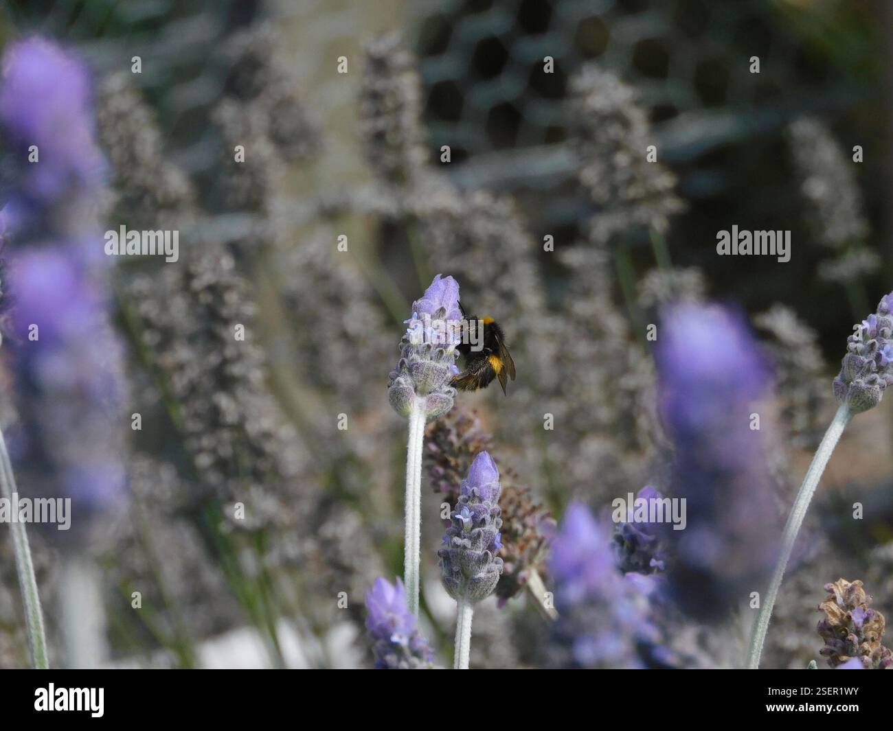 Buff-tailed Bumble Bee (Bombus terrestris), Insecta, Hobart TAS ...