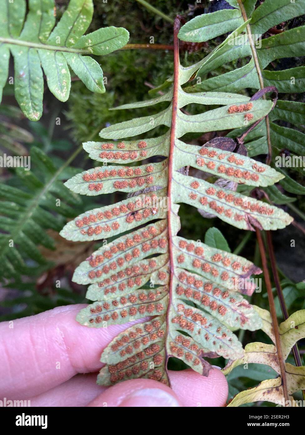 polypody ferns (Polypodium), Plantae, Genève, CH-GE-GE, CH Stock Photo ...