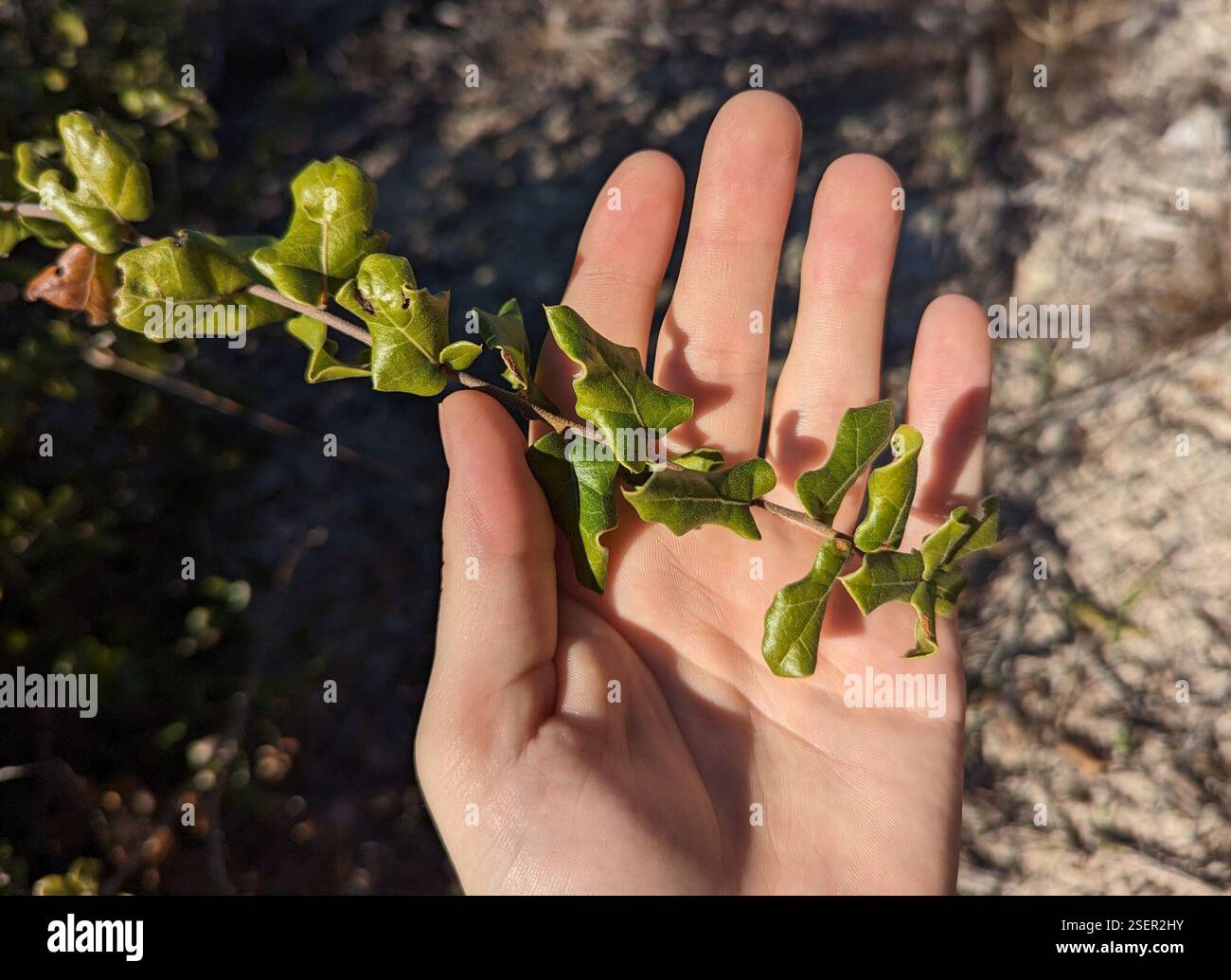 Myrtle Oak (Quercus myrtifolia), Plantae, Spring Hill, FL 34607, USA ...
