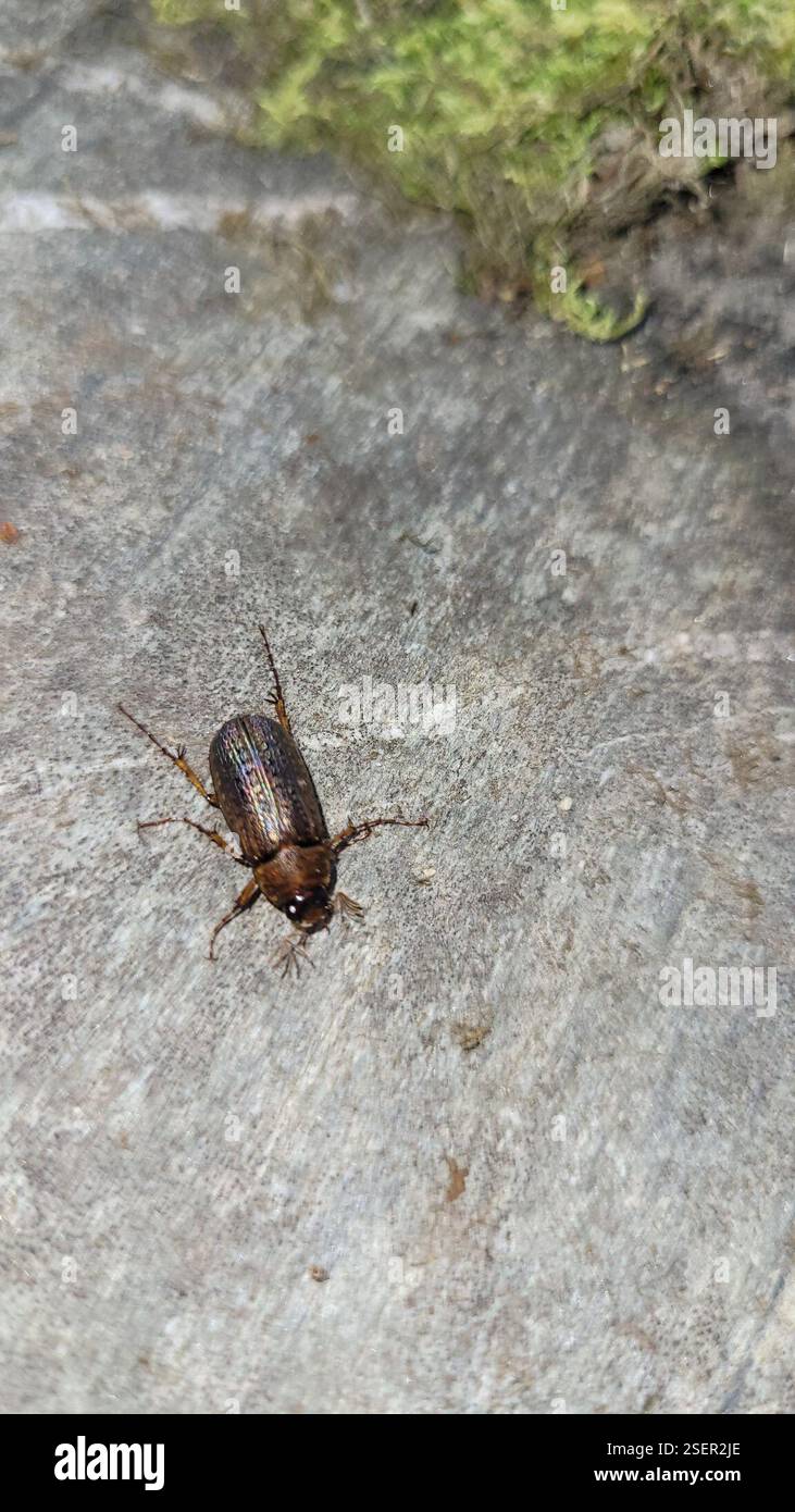 (Sericospilus), Insecta, Westland, Westland / Tai Poutini National Park ...