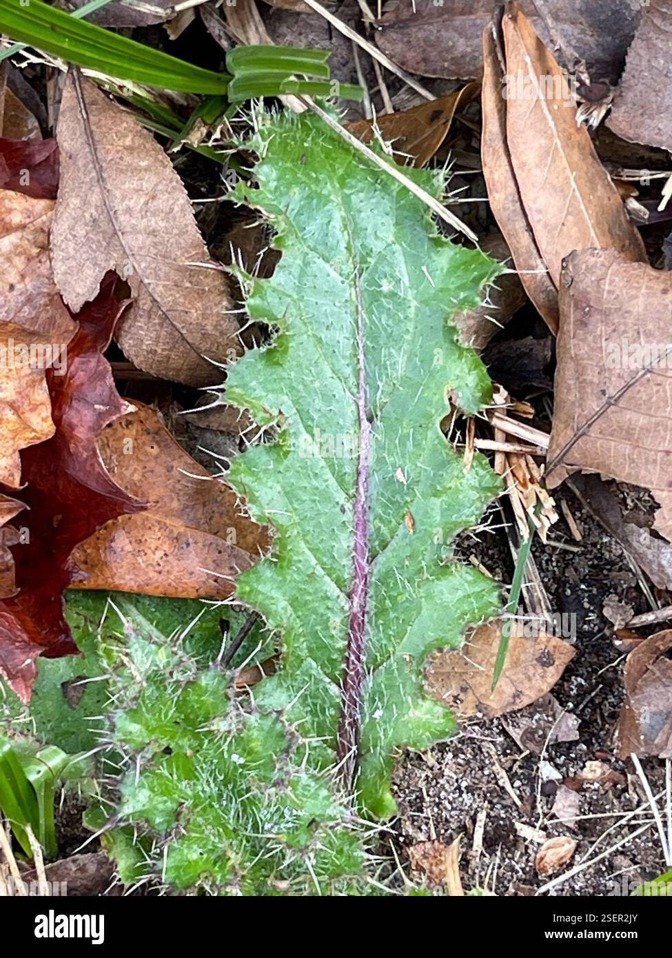 Plume Thistles (Cirsium), Plantae, Torreya State Park, Bristol, FL, US ...