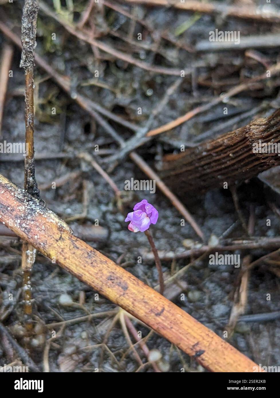 Purple Bladderwort (Utricularia purpurea), Plantae, Volusia County, US ...