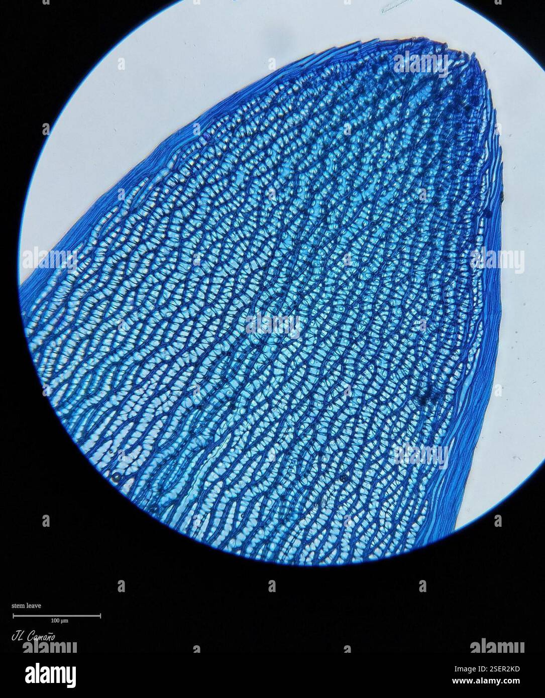 Lesser Cow-horn Bog-moss (Sphagnum inundatum), Plantae, La Coruña ...