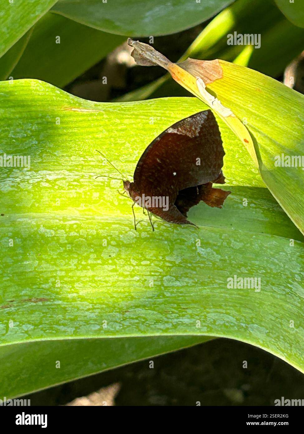 Common Palmfly (Elymnias hypermnestra), Insecta, Rakhine, MM Stock ...