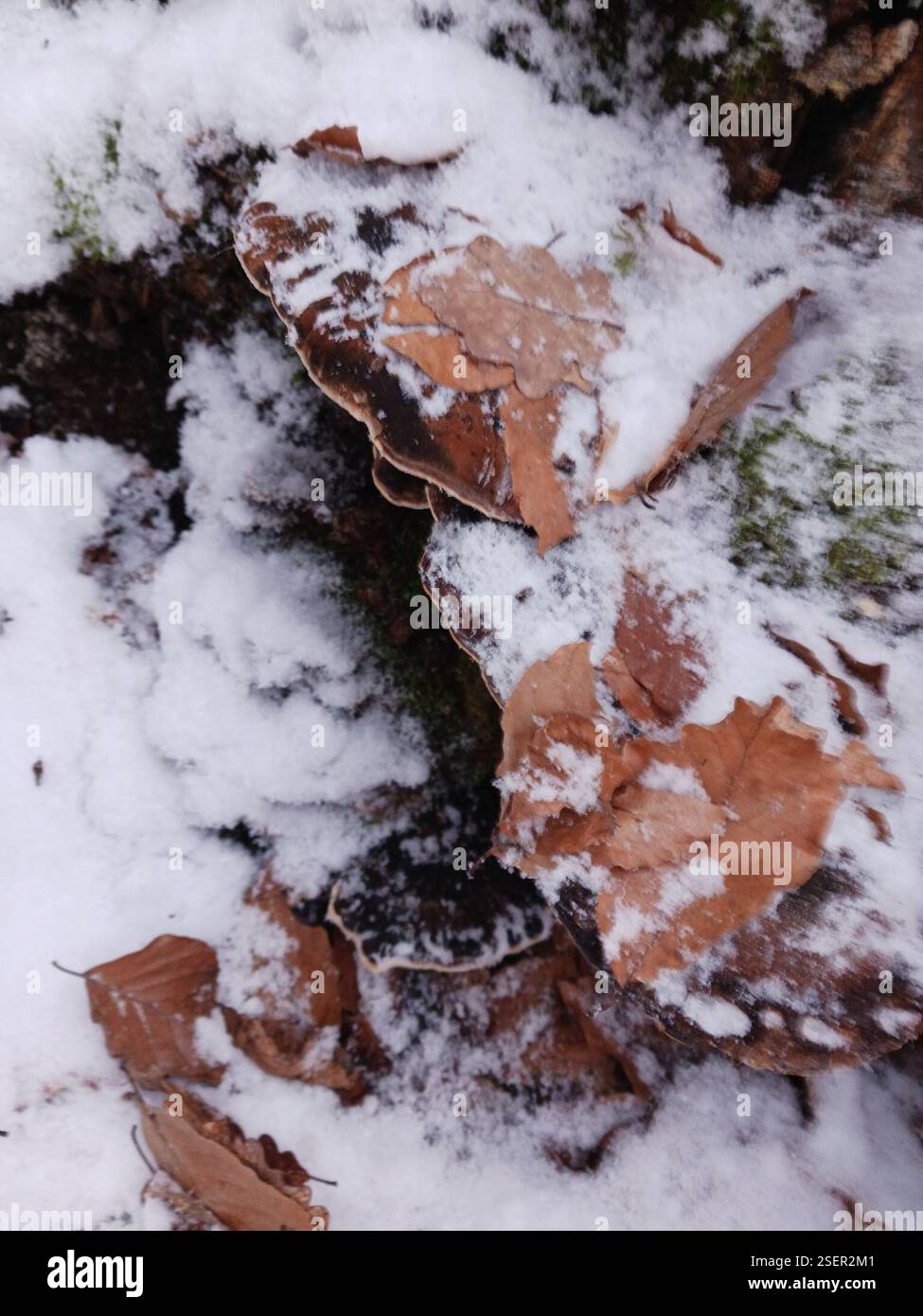 Resinous Polypore (Ischnoderma resinosum), Fungi, Marburg Hans-Meerwein ...