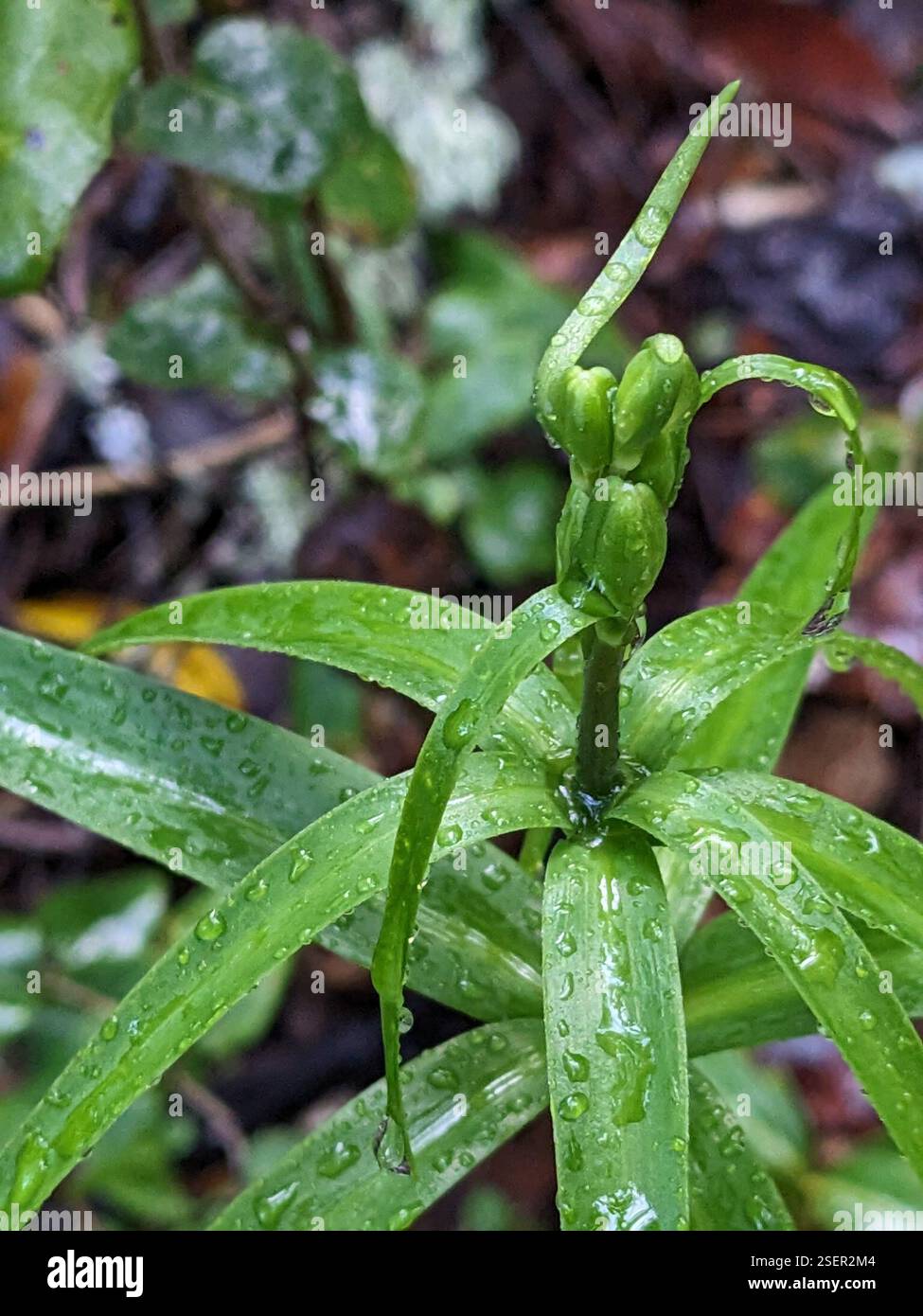 checker lily (Fritillaria affinis), Plantae, Los Altos Hills, CA 94022 ...