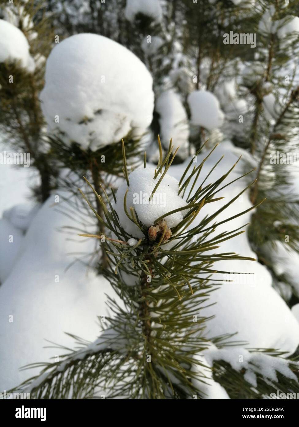 Scots pine (Pinus sylvestris), Plantae, Раздолье, Иркутская обл ...