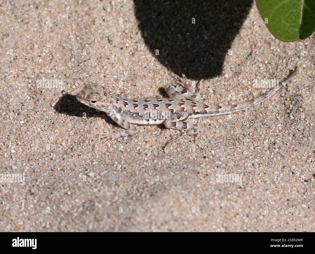 Zebra-tailed Lizard (Callisaurus draconoides), Reptilia, Municipio Los ...