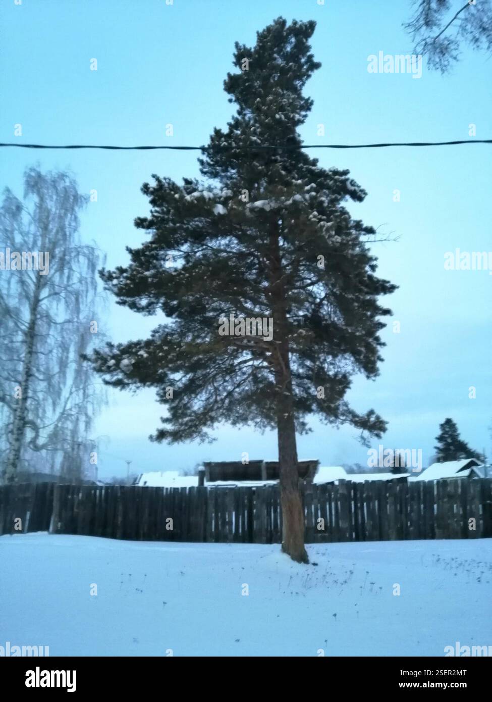 Scots pine (Pinus sylvestris), Plantae, Раздолье, Иркутская обл ...