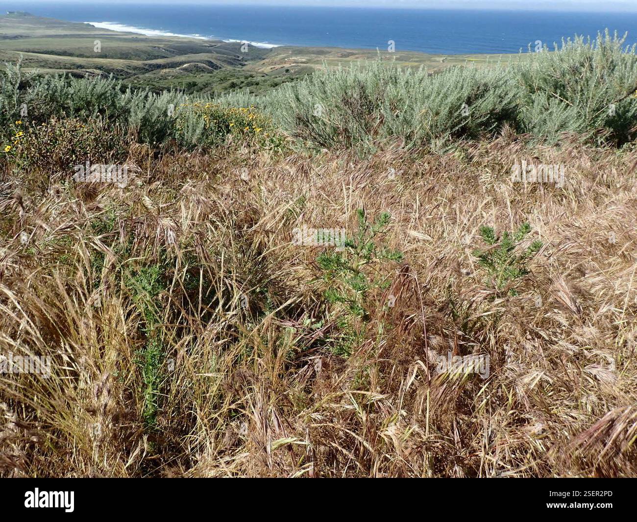 gaviota tarplant (Deinandra increscens villosa), Plantae, Santa Barbara ...