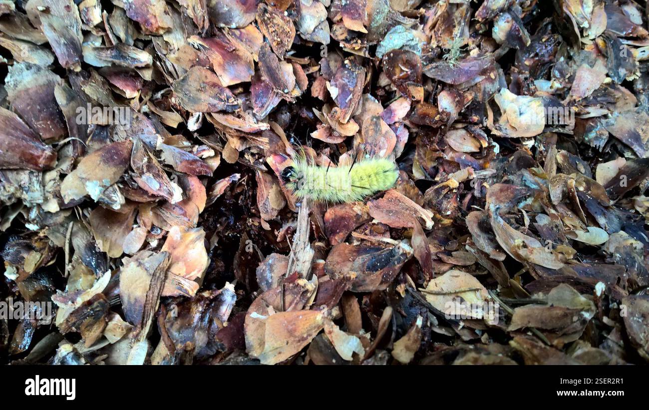 American Dagger (Acronicta americana), Insecta, Vermont, US, pic from ...