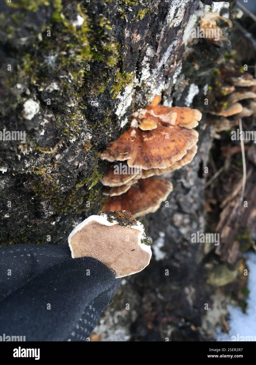 Ochre Bracket (Trametes ochracea), Fungi, CHUGACH State Park, Anchorage ...