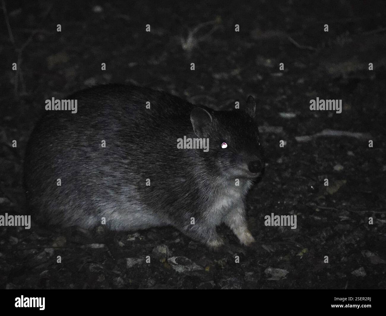 Southern Brown Bandicoot (Isoodon obesulus), Mammalia, Hobart TAS ...