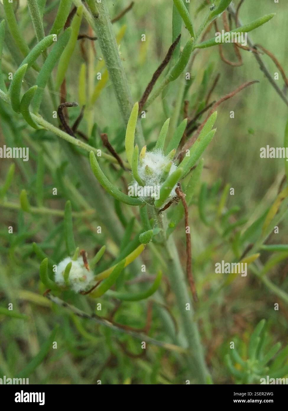 (Asphondylia tonsura), Insecta, Stop R1 West Tce - West side, Adelaide ...