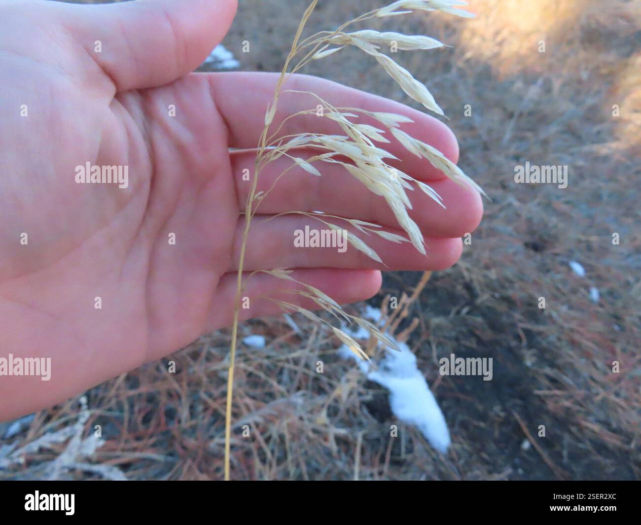 Smooth Brome (Bromus inermis), Plantae, Custer County, SD, USA Stock ...