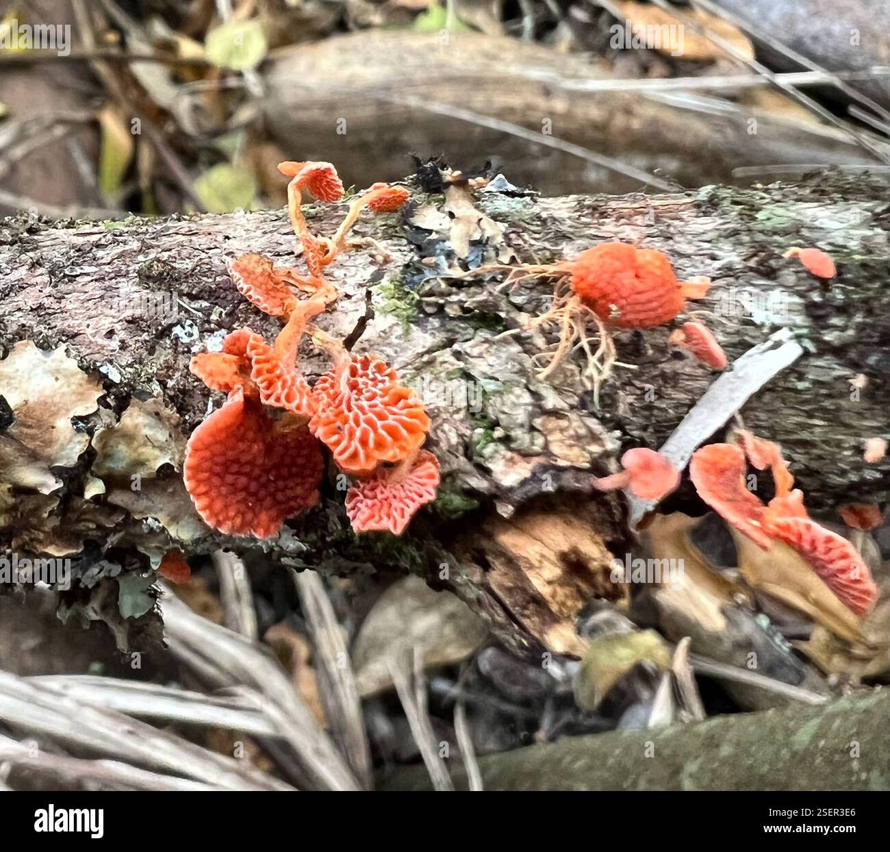 orange pore fungus (Favolaschia claudopus), Fungi, North Island, Orewa ...