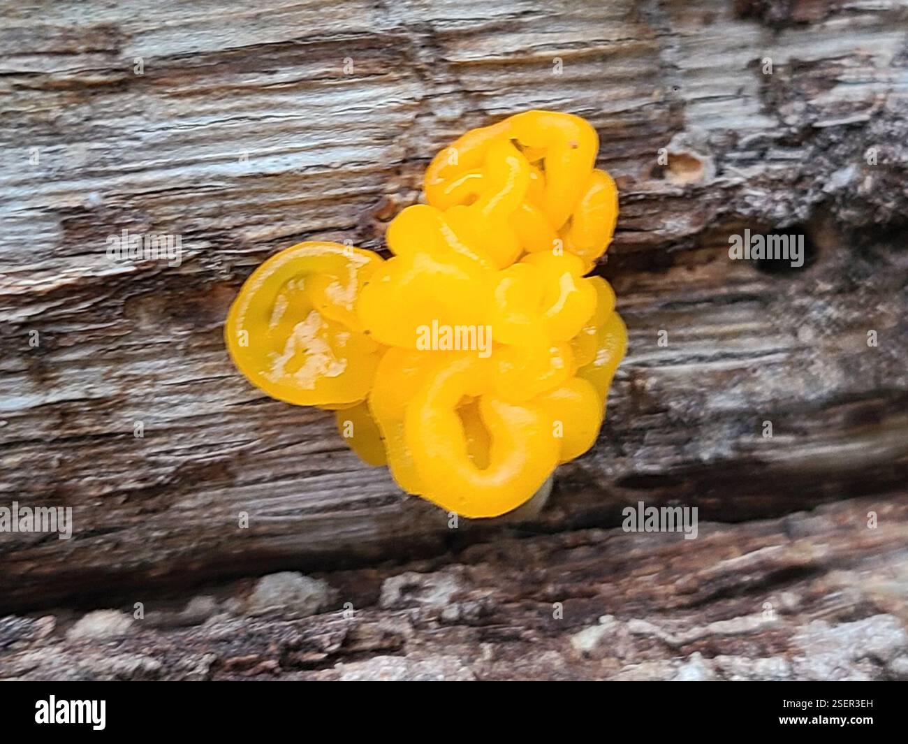 golden ear (Naematelia aurantia), Fungi, Atascadero, CA 93422, USA ...