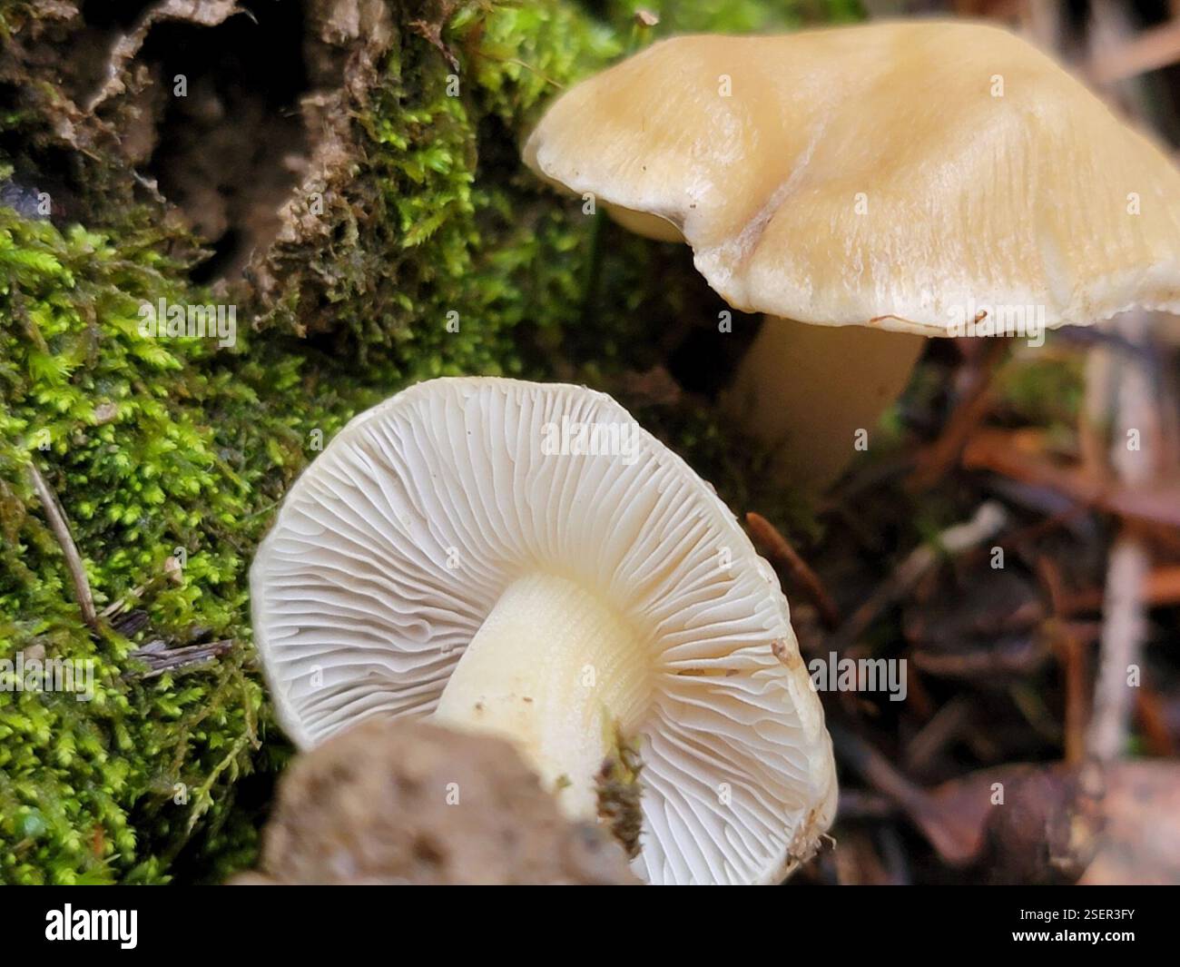 Fibercaps and Allies (Inocybaceae), Fungi, Lexington Hills, CA 95033 ...