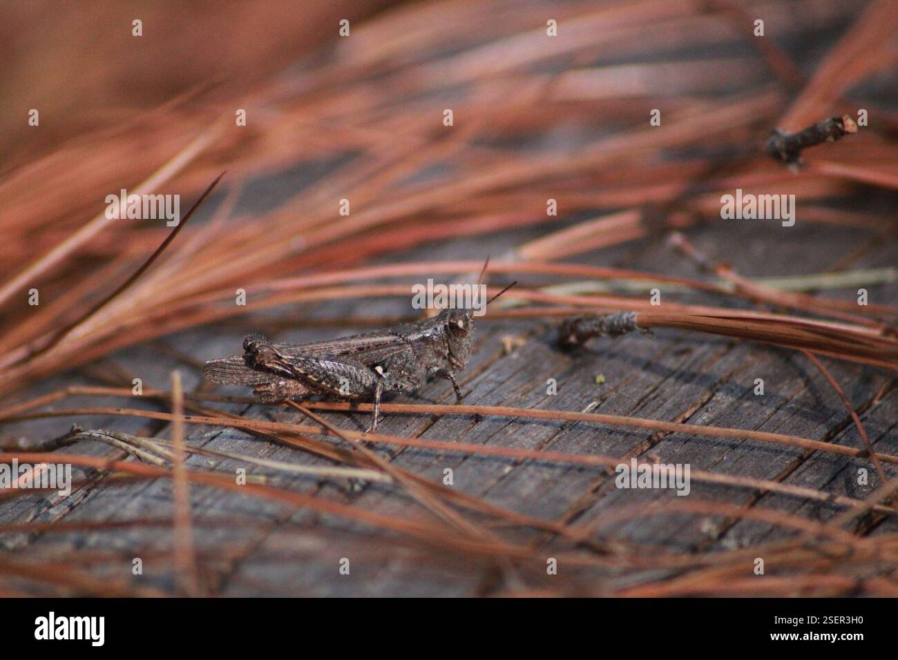 Aztec Spur-throated Grasshopper (Aidemona azteca), Insecta, Tecolotlán ...