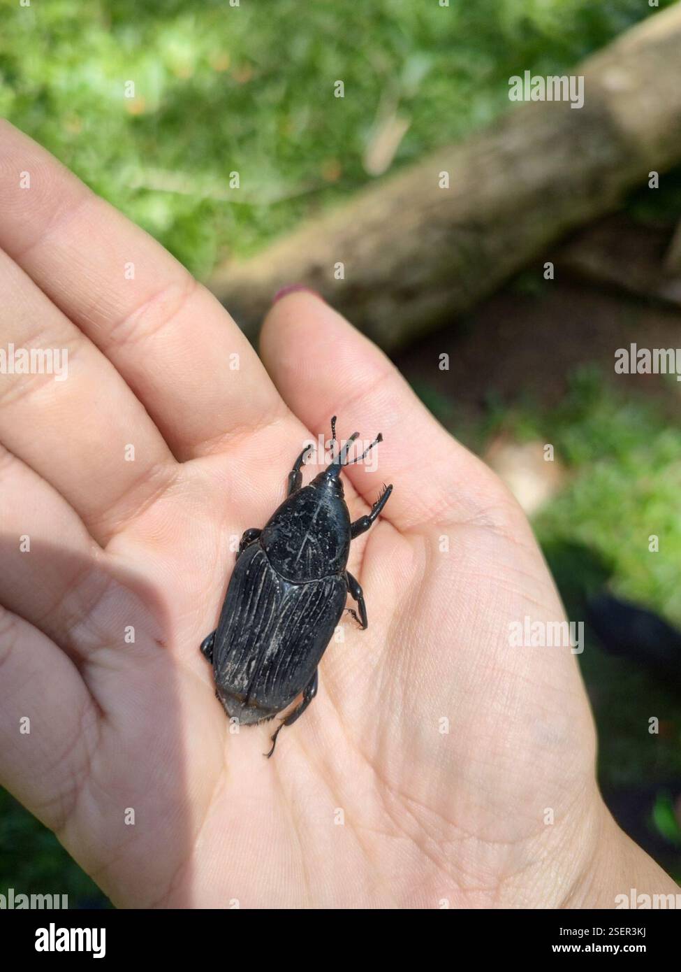 South American Palm Weevil (Rhynchophorus palmarum), Insecta, Avenida ...