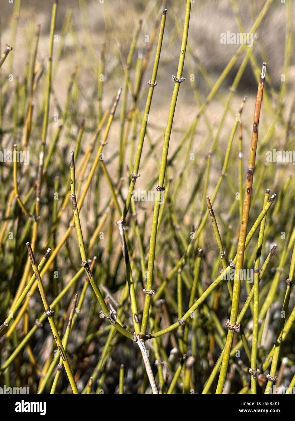 Jointfirs (Ephedra), Plantae, Mesquite, NV, US Stock Photo - Alamy