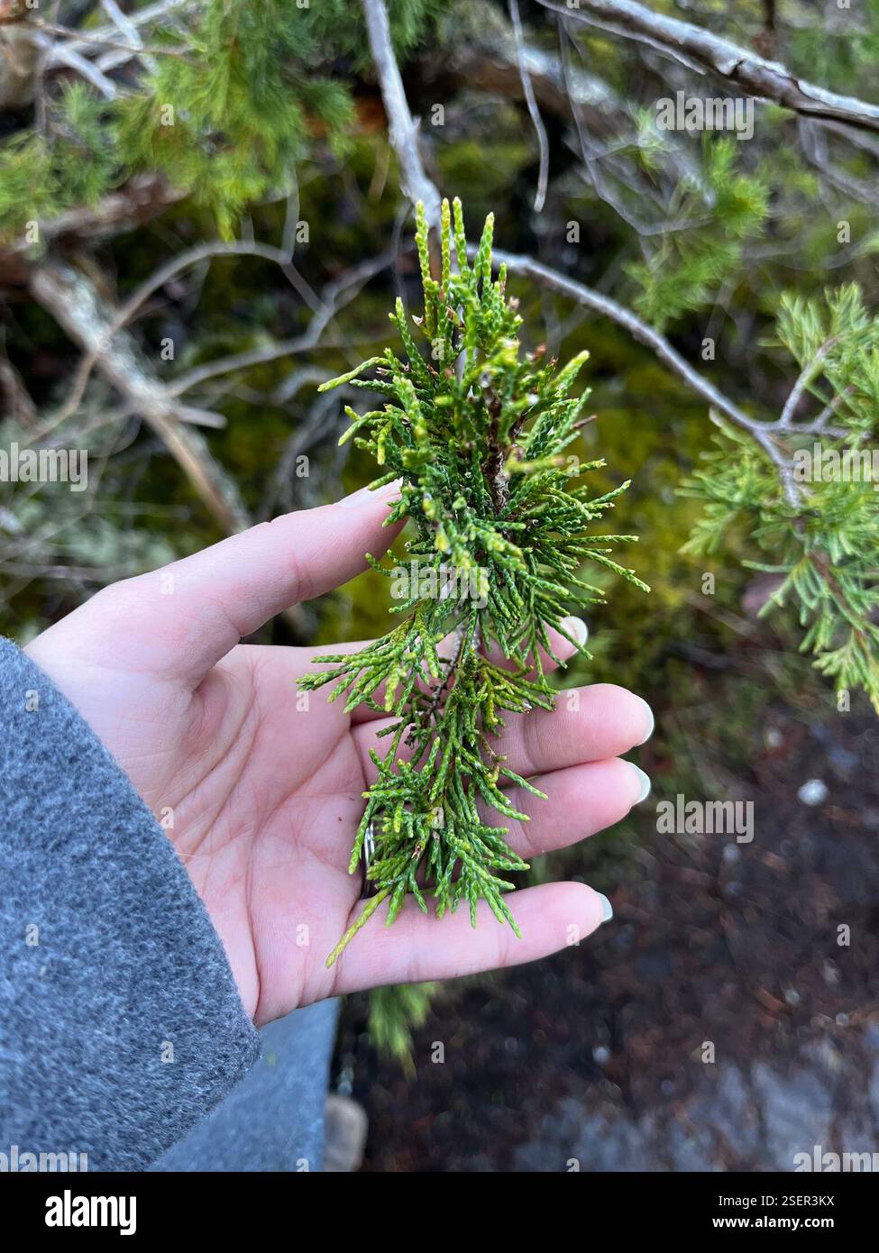 Seaside Juniper (Juniperus maritima), Plantae, Smuggler Cove Marine ...