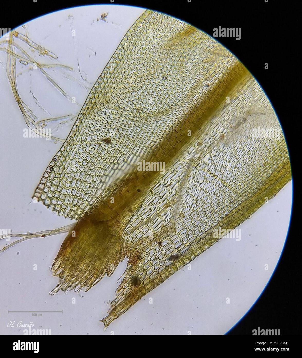 Anomalous Bristle-moss (Orthotrichum anomalum), Plantae, Ourense ...