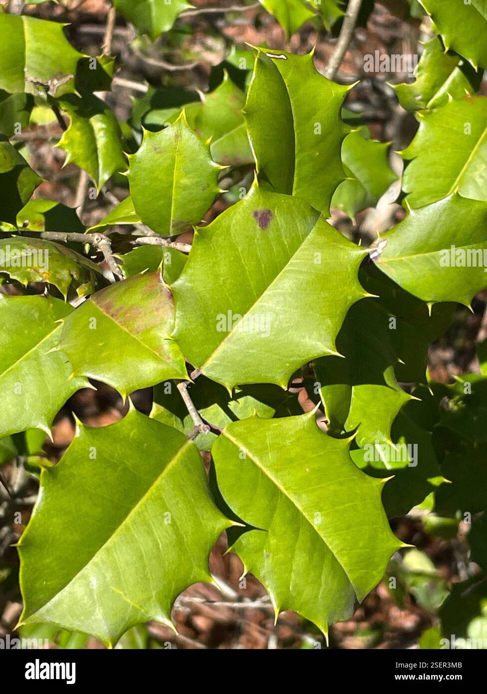 American holly (Ilex opaca), Plantae, Avery Rd, Wadesboro, NC, US ...