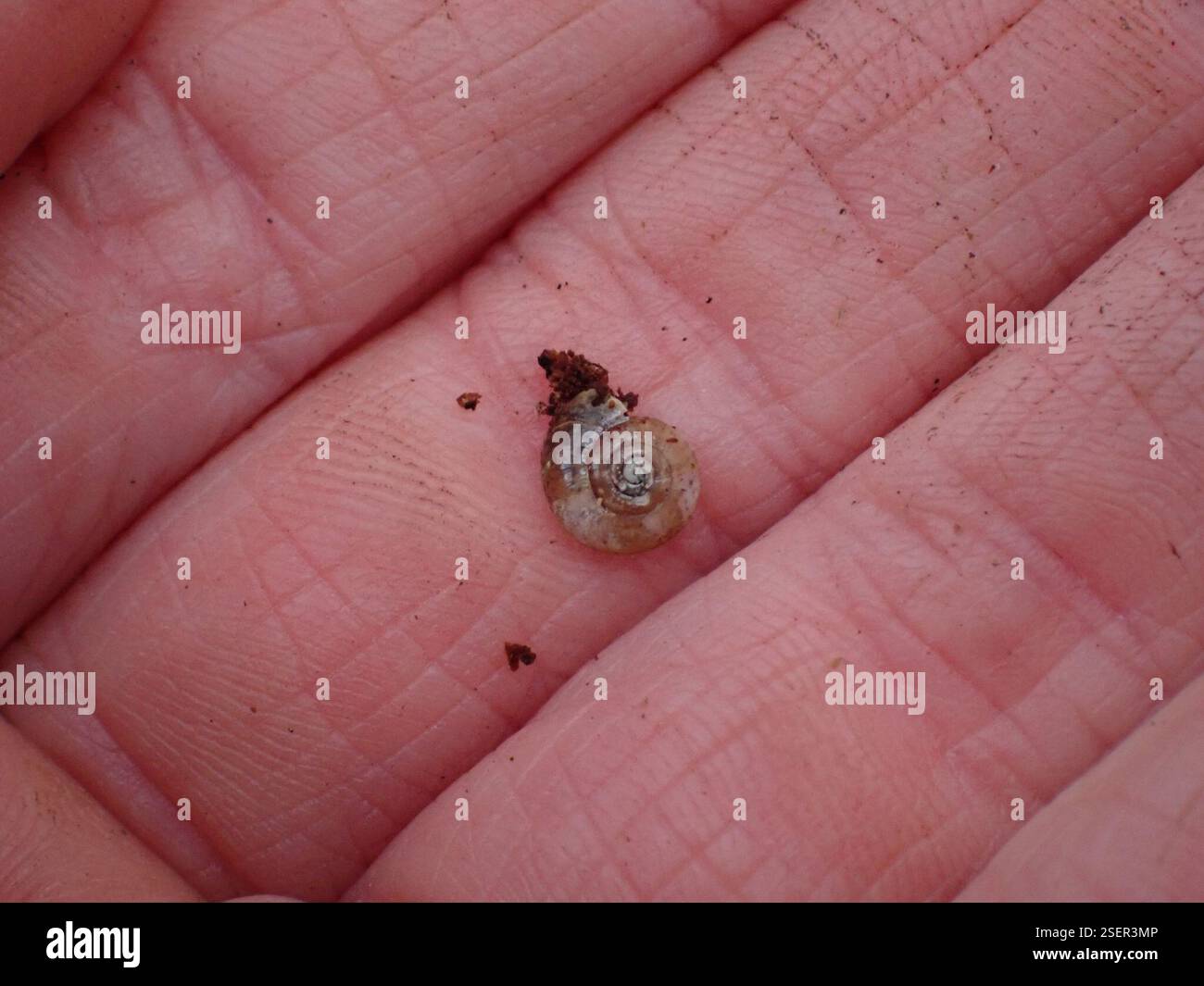 Common Land Snails and Slugs (Stylommatophora), Mollusca, Capital ...