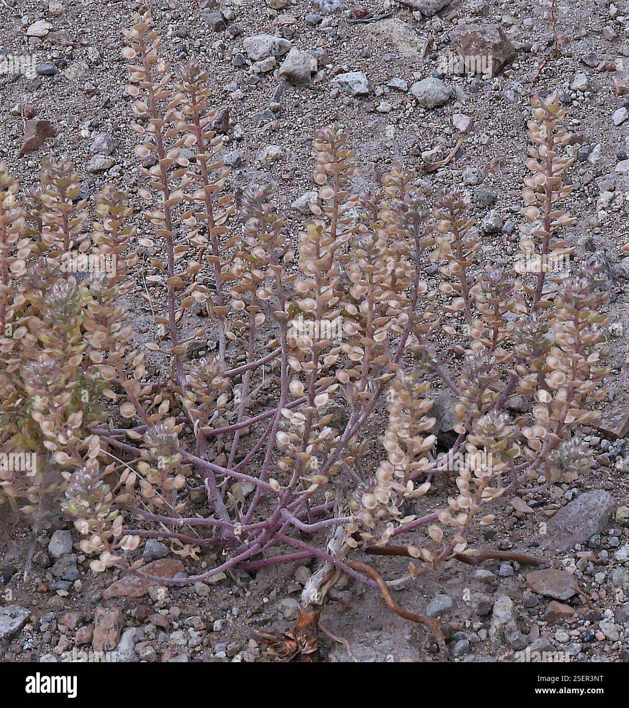 Small Alison (Alyssum alyssoides), Plantae, Gastre, Chubut, Argentina ...