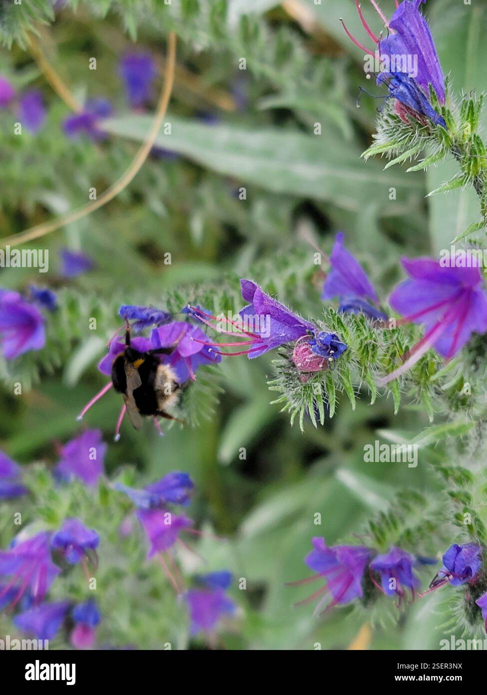 Buff-tailed Bumble Bee (Bombus terrestris), Insecta, 7999, New Zealand ...