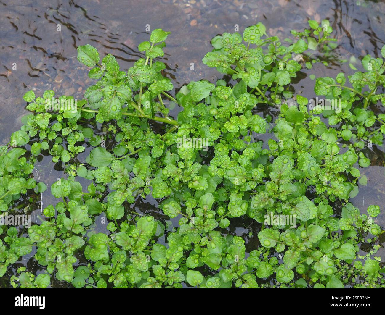 watercress (Nasturtium officinale), Plantae, 台灣台北 Stock Photo - Alamy