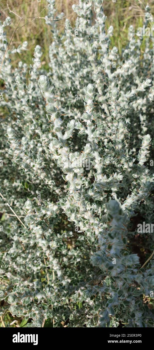 Galvanised Bur (Sclerolaena birchii), Plantae, Bouldercombe QLD 4702 ...