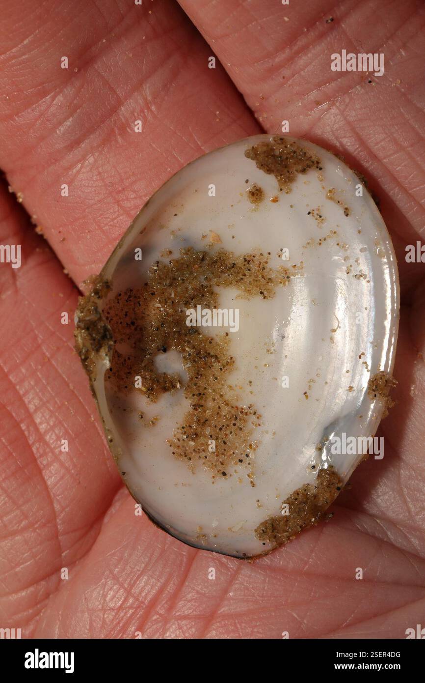 Peppery Furrow Shell (Scrobicularia plana), Mollusca, Marine Drive ...