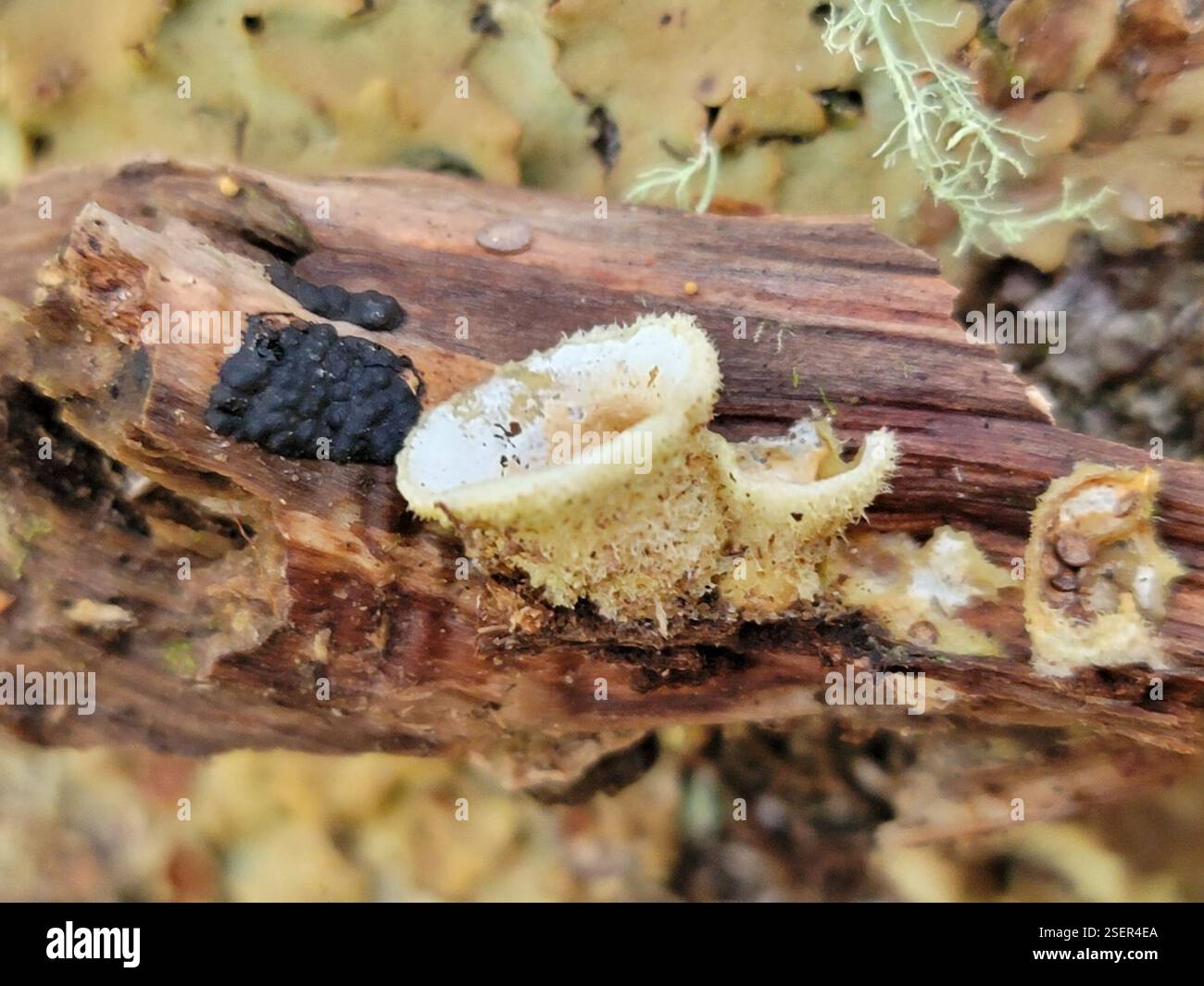 (Nidula), Fungi, Mavora, New Zealand Stock Photo - Alamy